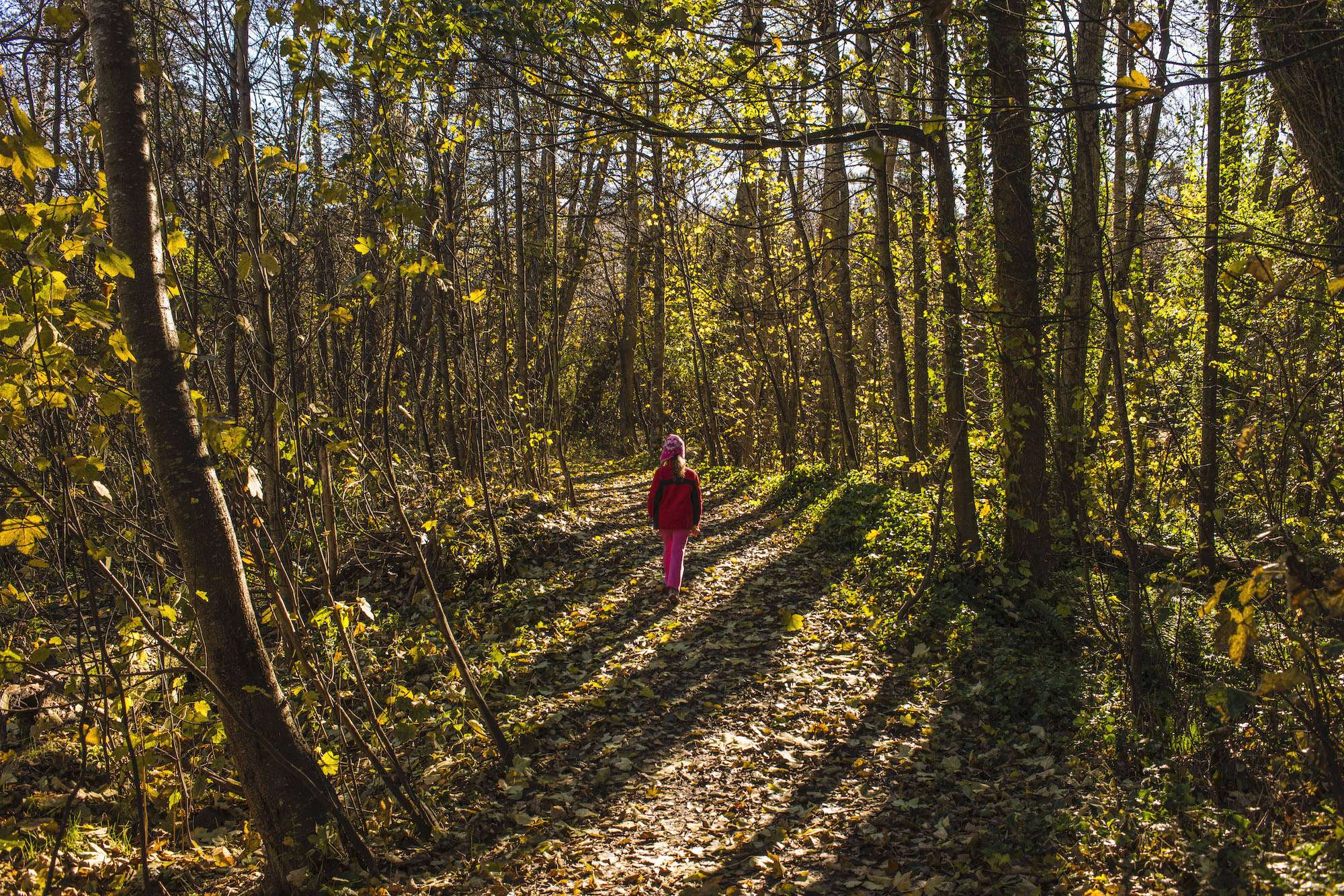 Dog Stream Walkway | Hanmer Springs Tourism Operators API