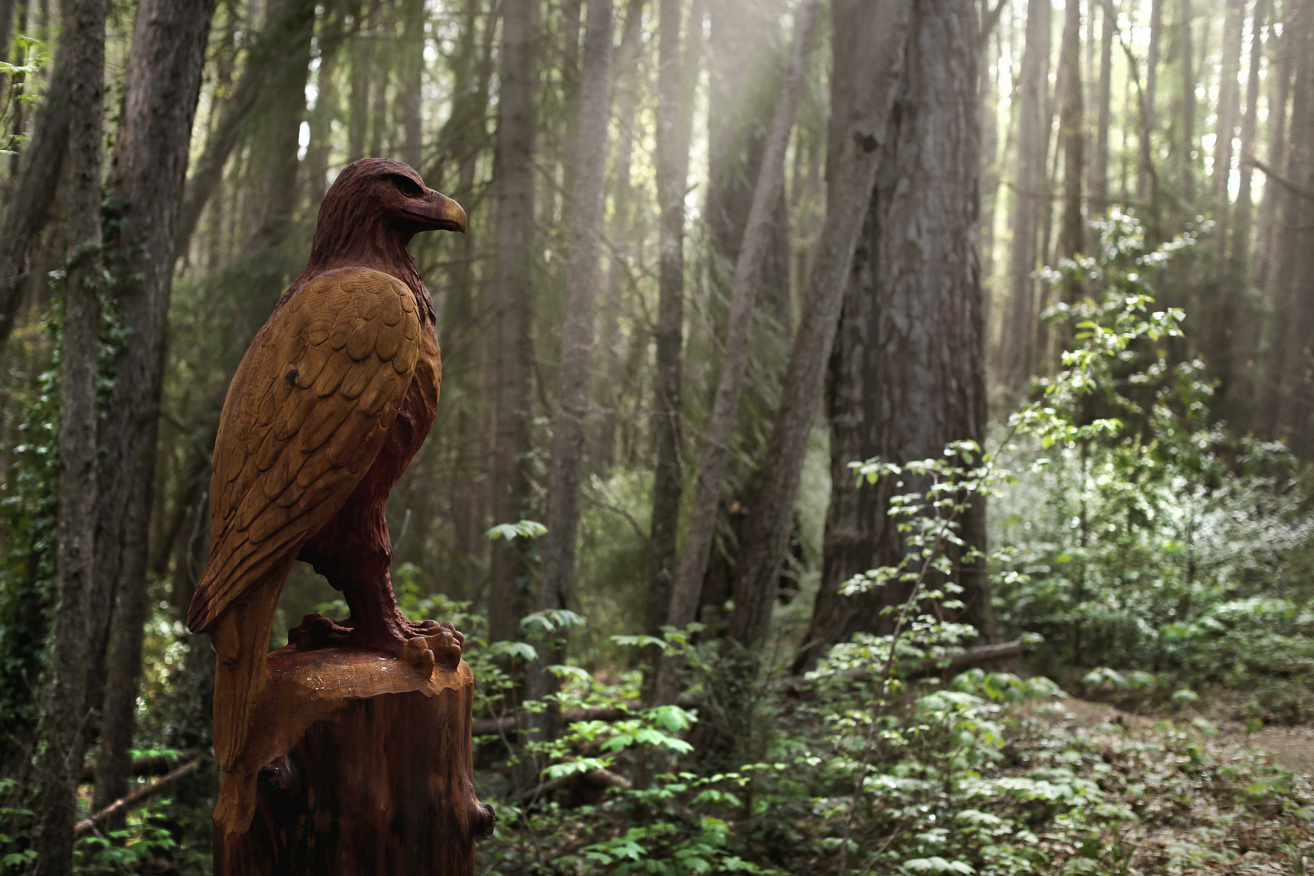 Forest Amble Sculpture Walk | Hanmer Springs Tourism Operators API