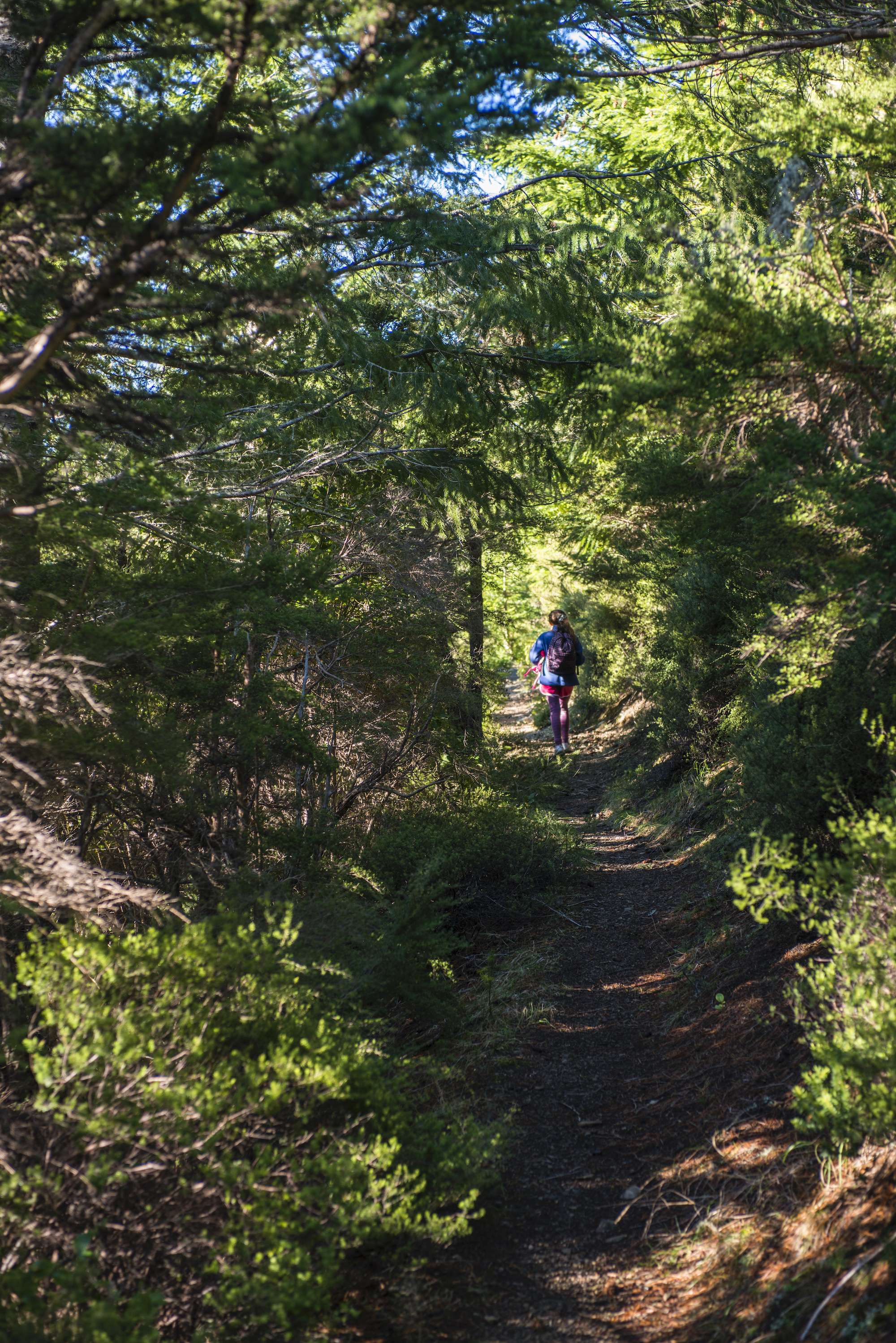 Spur Track | Hanmer Springs Tourism Operators API